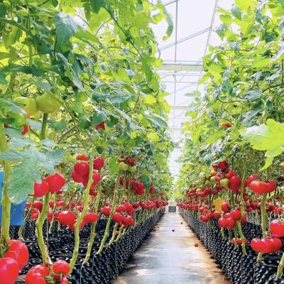 Cina Pagamento iniziale Serra di vetro di origine cinese con sistema idroponico multi-spano in vendita