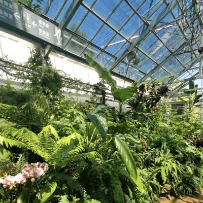 Cina Pagamento iniziale Serra di vetro di origine cinese con sistema idroponico multi-spano in vendita