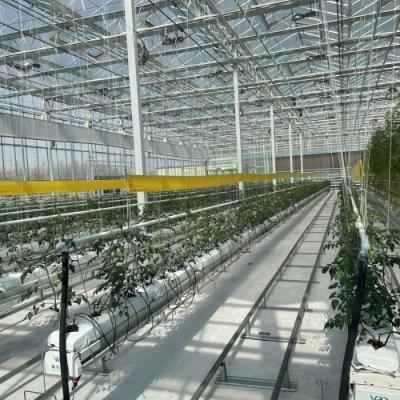 Cina Serre in vetro ad alta trasmissione luminosa per ortaggi Restituzioni fino a 30 giorni in vendita
