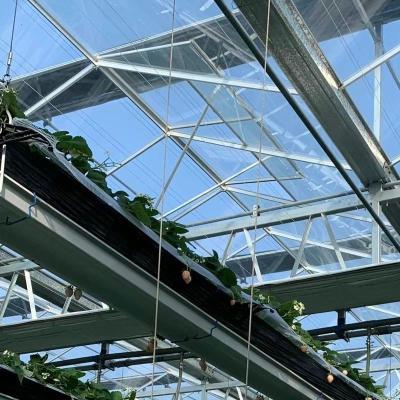 Cina Grande serra di vetro L'ambiente perfetto per la coltivazione di verdure idroponiche in vendita