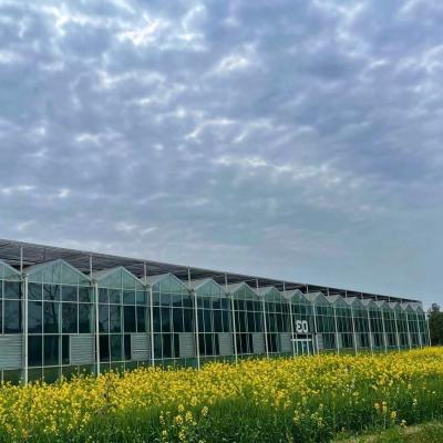 Cina Serre di vetro elegante con impianto per ortaggi idroponici Migliora l'efficienza agricola in vendita