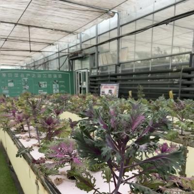 Cina Serre di vetro elegante con impianto per ortaggi idroponici Migliora l'efficienza agricola in vendita