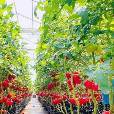 Cina Struttura in acciaio Serra di vetro per la coltivazione vegetale grande e multifunzionale in vendita