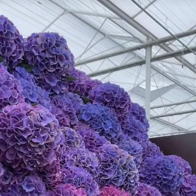 Cina 80.000kg di peso lordo Vetro a doppio strato serra idroponica per la coltivazione di verdure in vendita