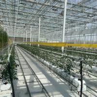 China Glass Greenhouse Hydroponic Vegetable System for Maximum Water Efficiency for sale