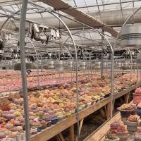 China Glass Greenhouse Hydroponic Vegetable System for Maximum Water Efficiency for sale