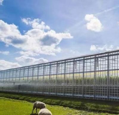 Cina Serra di vetro idroponica con schermo ombroso Sistema di pacchetto Peso lordo 80.000kg in vendita
