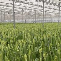 China Double Layer Glass Greenhouse Hydroponic System with Multi-Span Technology Integration for sale