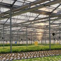 China Double Layer Glass Greenhouse Hydroponic System with Multi-Span Technology Integration for sale