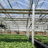 China Double Layer Glass Greenhouse Hydroponic System with Multi-Span Technology Integration for sale