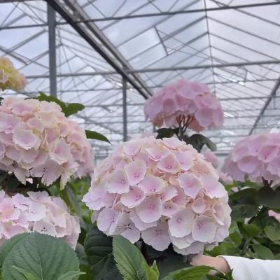 Cina Sistema idroponico di tetto per verdure in serra di vetro in vendita