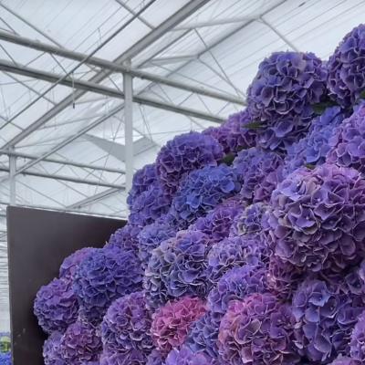 Cina Sistema idroponico di tetto per verdure in serra di vetro in vendita