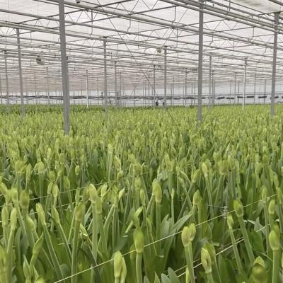 Cina Sistema idroponico di tetto per verdure in serra di vetro in vendita