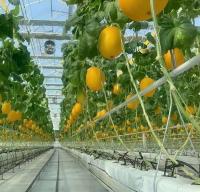 China Roofing Shape Multi Span Type Glass Greenhouse With Hydroponics for sale
