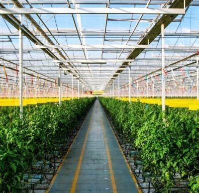 Cina Buona trasmissione luminosa Copertura di vetro Venlo Serra con opzione di personalizzazione in vendita