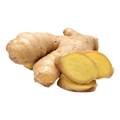 China 10kg Bag of Daily Fresh Ginger 's Supply for Vegetables Instruction for sale
