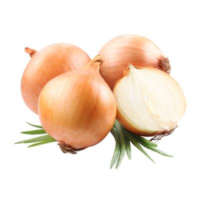 China Fresh Onion 25kg 25kg Onion for Kuwait Market Vegetables Instruction for sale