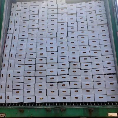 China Fresh Onion 25kg 25kg Onion for Kuwait Market Vegetables Instruction for sale
