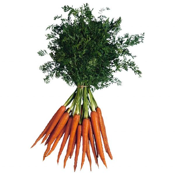 Quality 2023 new China fresh organic vegetables wholesale Chinese red carrot carrots for sale