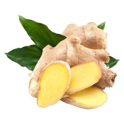 China Hot sale fresh ginger new crop supplied from professional ginger factory with good quality and price in China for sale