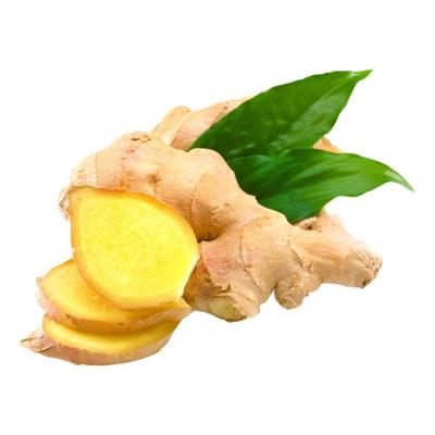 China Hot sale fresh ginger new crop supplied from professional ginger factory with good quality and price in China for sale