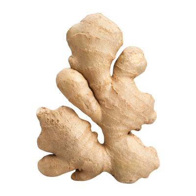 China Hot sale fresh ginger new crop supplied from professional ginger factory with good quality and price in China for sale