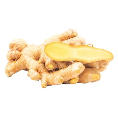 China Hot sale fresh ginger new crop supplied from professional ginger factory with good quality and price in China for sale
