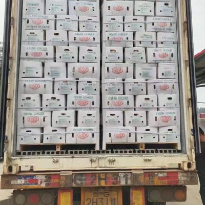China Hot sale fresh ginger new crop supplied from professional ginger factory with good quality and price in China for sale