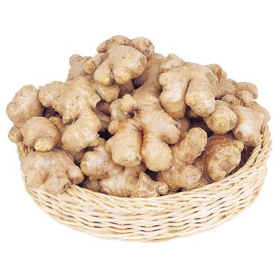 China Fresh Ginger from Farm and Ingredients N/A with 6 Months Shelf Life for sale