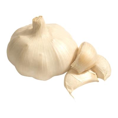 China Fresh Peeled Garlic Cloves Packed in Long Life Bag Instruction for Vegetables Low Garlic for sale