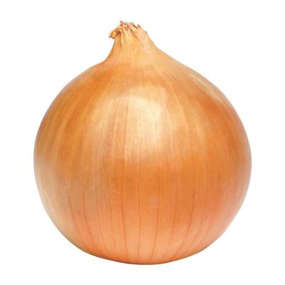 China New crop of red shallot onion with low price for export Chinese onion for sale