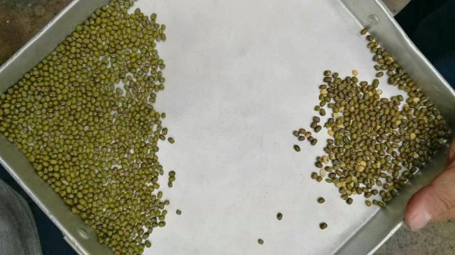 mungbean color sorter