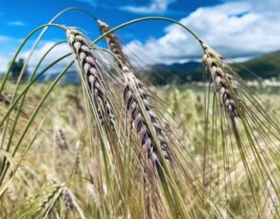 China Food Grade Highland Barley Specialized Multi Enzyme Reduce Bitter Peptides for sale