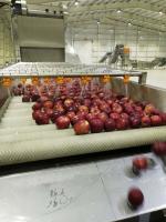 China Apple Pulp Jam Processing Line Puree & Paste Making Machine for sale