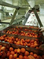 China Water Filtering Concentrating Tomato Processing Line for sale