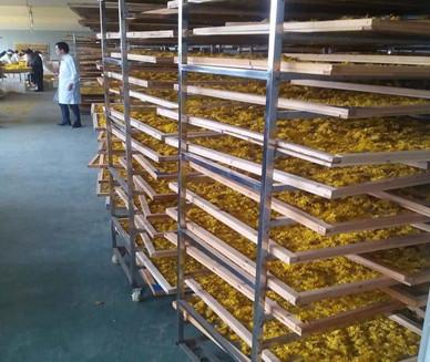 China Safety Dry Fruits Processing Machine 304 Stainless Steel Material Fruit Dehydrated Machine for sale