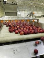 China 440V Energy Saving Apple Processing Line For Jam Making for sale