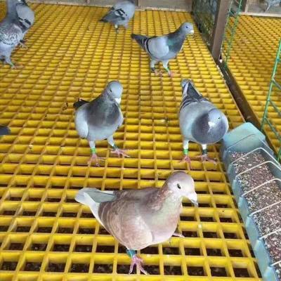 中国 FRPはカスタマイズ可能な火格子を付けを形成した 販売のため