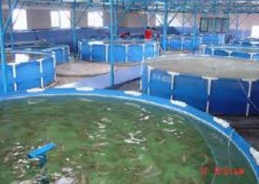 China Corrosion Resistance Fiberglass Fish Tank for sale