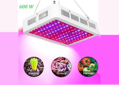 China 31cm 7200lm Full Spectrum LED Grow Lights 600 Watt Red Blue White UV for sale