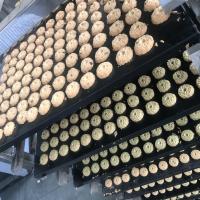 China Advanced Walnut Cake Biscuit Automatic Making Machine for Bakery Industry for sale