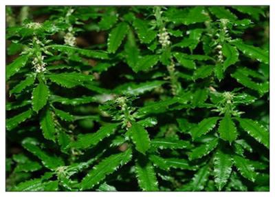 China 99% Huperzia Serrata Plant Extract Powder Whole Herb For Alzheimer Disease for sale