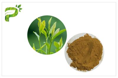 China Anti - Caries Natural Dietary Supplements , Toothpaste EGCG Green Tea Extract CAS 989 51 5 for sale