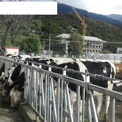 Cina Finitura OEM attrezzature per allevamenti lattiero-caseari aumentare il tempo di deposizione con stalle per bovini senza una sola mucca in vendita