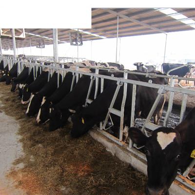 Cina Finitura OEM attrezzature per allevamenti lattiero-caseari aumentare il tempo di deposizione con stalle per bovini senza una sola mucca in vendita