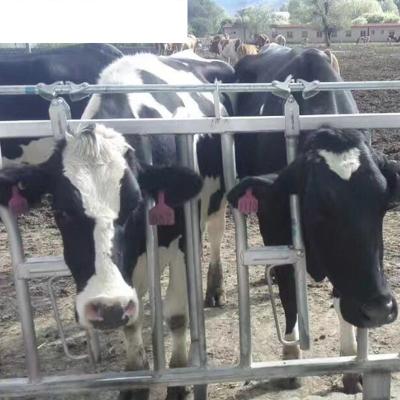 Cina Finitura OEM attrezzature per allevamenti lattiero-caseari aumentare il tempo di deposizione con stalle per bovini senza una sola mucca in vendita