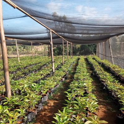 China GREEN MESH BLACK latest 65% SHADOW 4.20x100 meters, HDPE Shade net for sale