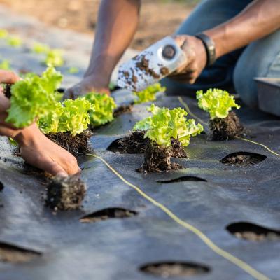 China anti weed barrier weed barrier agriculture weed barrier mat Plastic Mulch Film Agricultural Black Plastic Ground Cover for sale