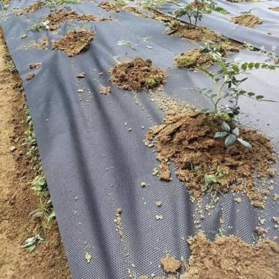 China UV Treated PP Agricultural Landscap4m Width  Weed Barrier Fabric100 GSM White Greenhouse Weed Blockage Anti-Weed Control en venta