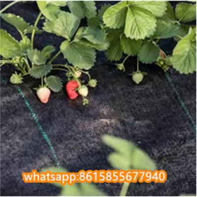 China Plastic cheap anti weed mat woven PP ground cover for agriculture for sale